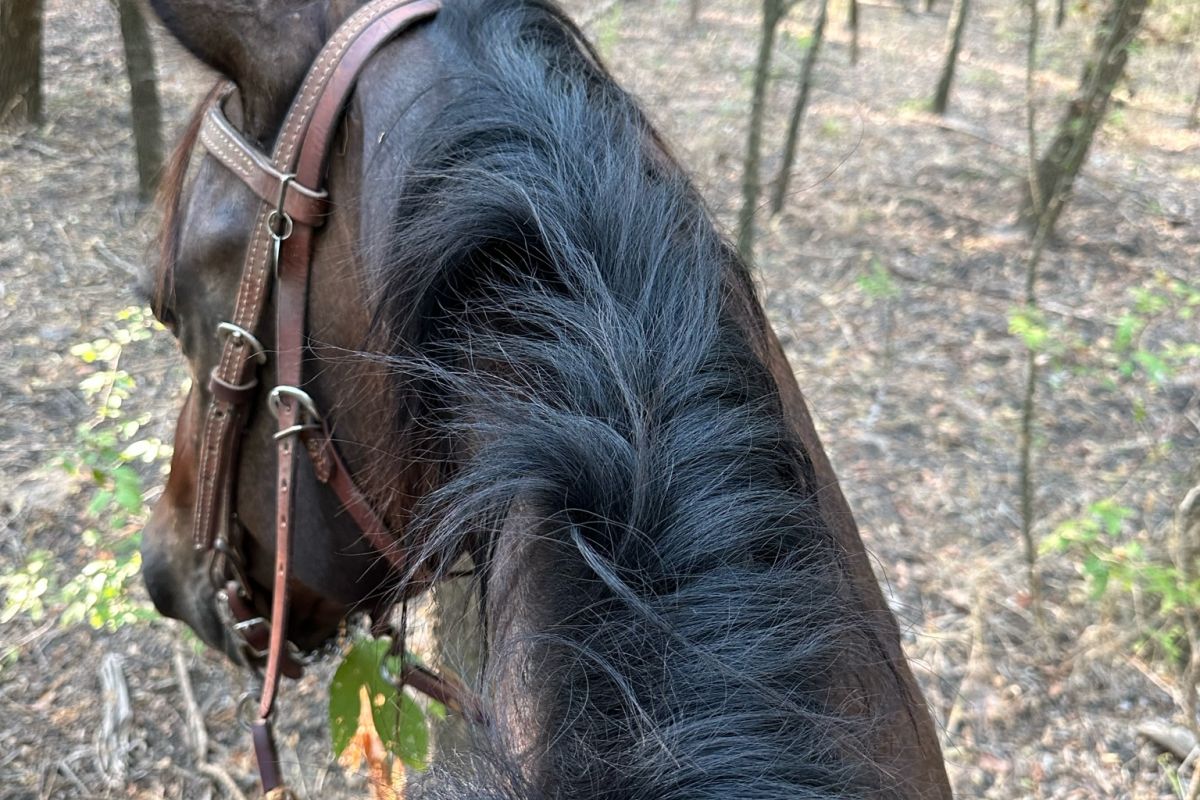 Broken Bow Ranch Tickets: TripWorks